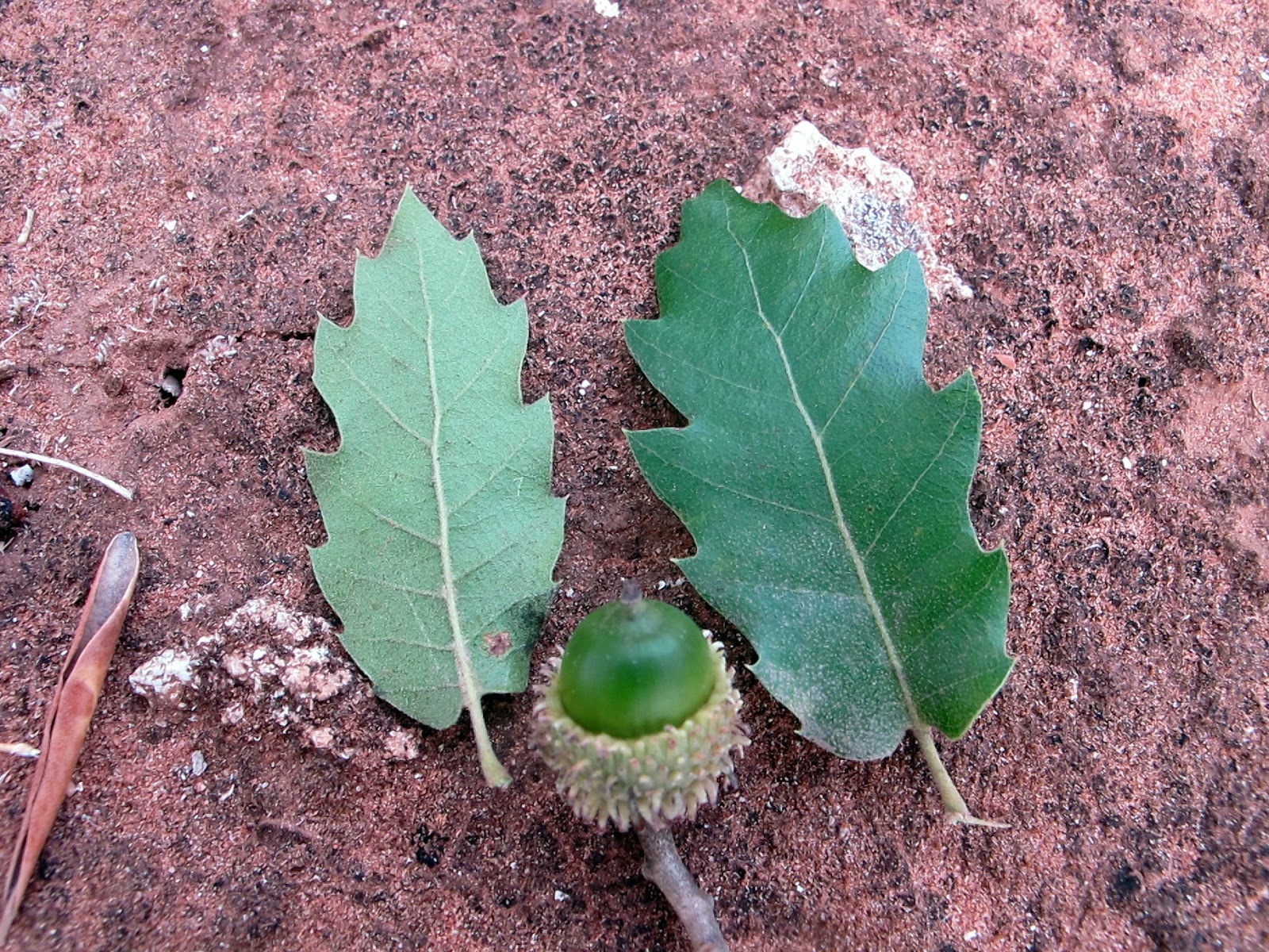 FLORA NEL SALENTO e.. anche altrove: Quercus x caroppoi Medagli, Turco ...