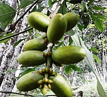 Tropical Fruits and Its Value: Melinjo ( Gnetum gnemon )