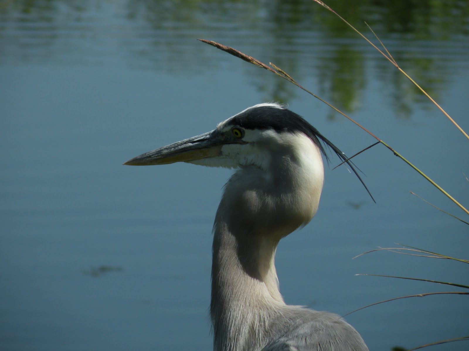 Animals and Landscapes of Florida: Central Florida Birds - The great ...
