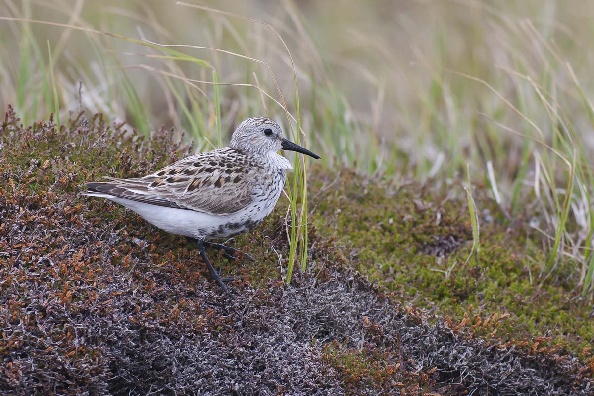 Peregrine's Bird Blog: Tory Island Co Donegal , Corncrakes and a ...