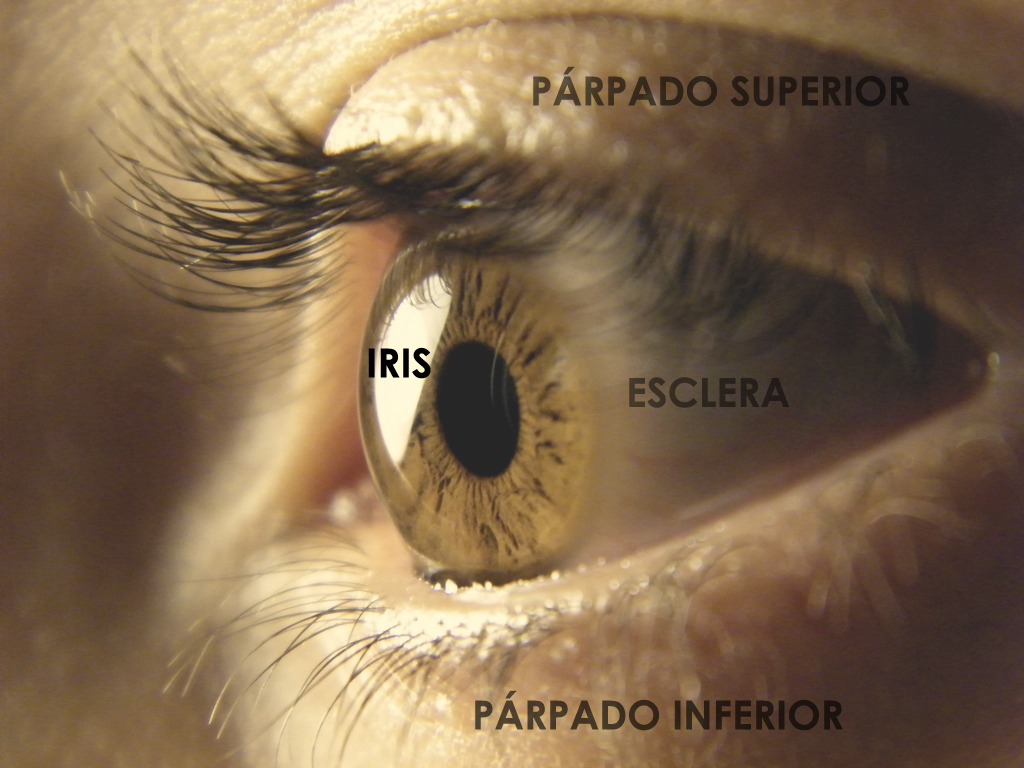 Bulbo Ocular y Vía Óptica: Estructuras visibles del bulbo ocular