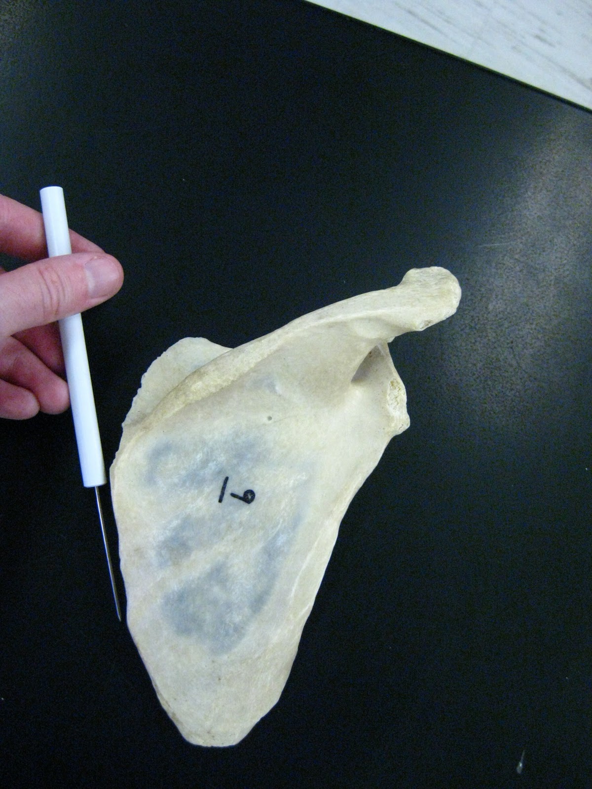 Boned: Human Skeleton - scapula