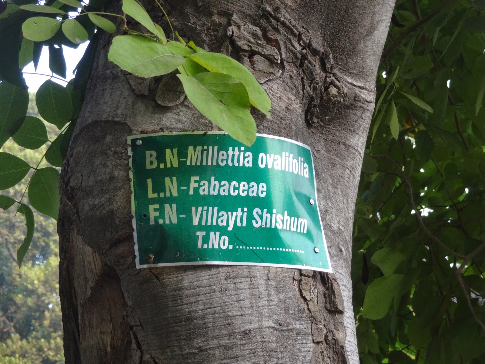 Plants of Lahore - Pakistan: Millettia- Villayti Shishum- Lilac profile