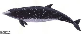 LAS BALLENAS: ballena picuda de blainville