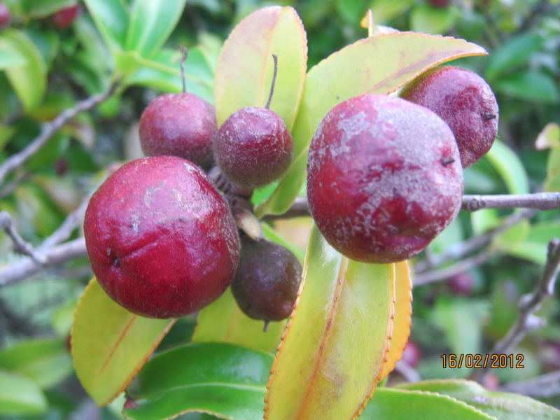 my walk with food and beautiful plants and flowers: Red Camellia fruits ...