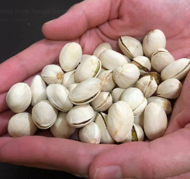 Kacang Pistachio a.k.a Kacang Cerdik Yang Unik Dan Berkhasiat - blog ...