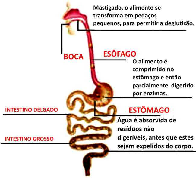 Sala de Observação: Como funciona nosso corpo: a digestão