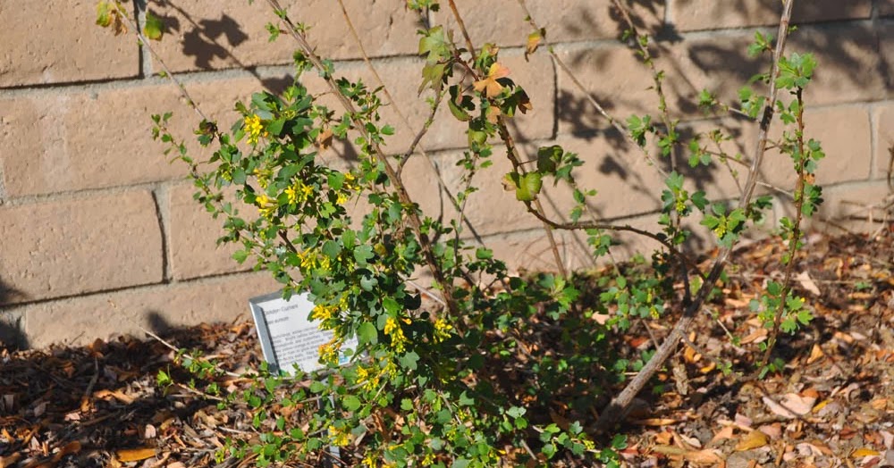 Mother Nature's Backyard - A Water-wise Garden: Plant of the Month ...