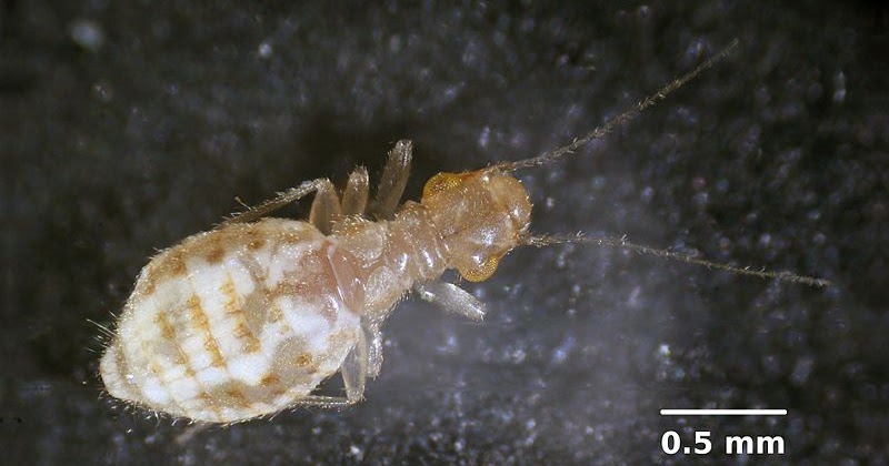 Profesorskie Gadanie: Psotniki, gryzki i wszy książkowe w twoim domu ...