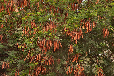 Consultoria Experta en negocios de Agricultura, Ganaderia y Forestales ...