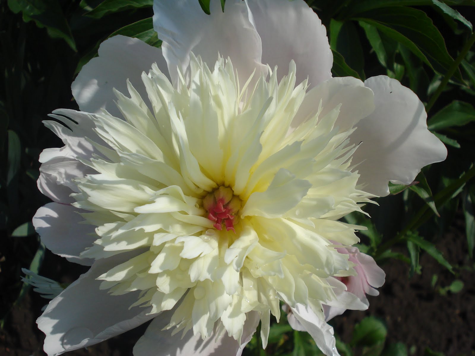 Magic Garden: Bujorul