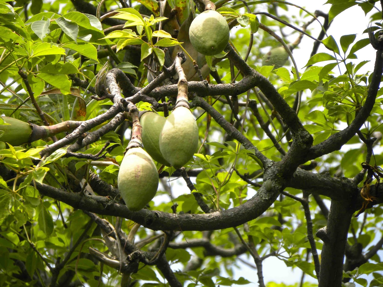 Ciudadano Frente Común : Plantas y frutos silvestres herencia cultural