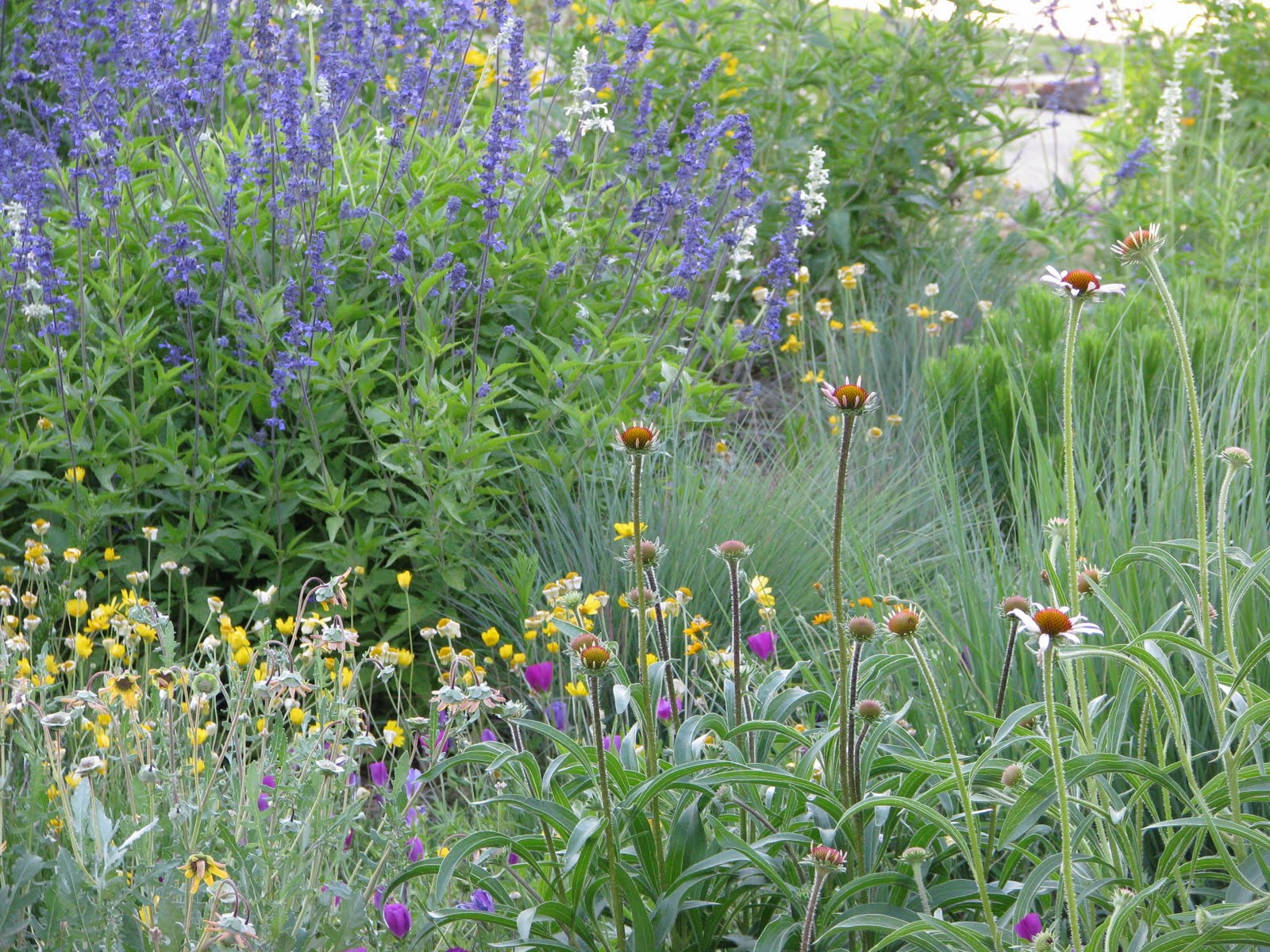 Plano Prairie Garden: National Wildflower Week
