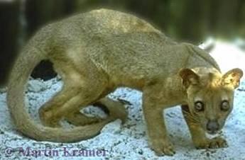 photoo-wild: foussa animal