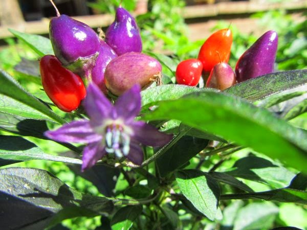 Pimenta Pirâmide Arco Iris