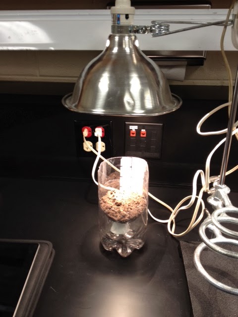 Soil Analysis Lab and Agriculture Remediation: Berlese Funnel Test