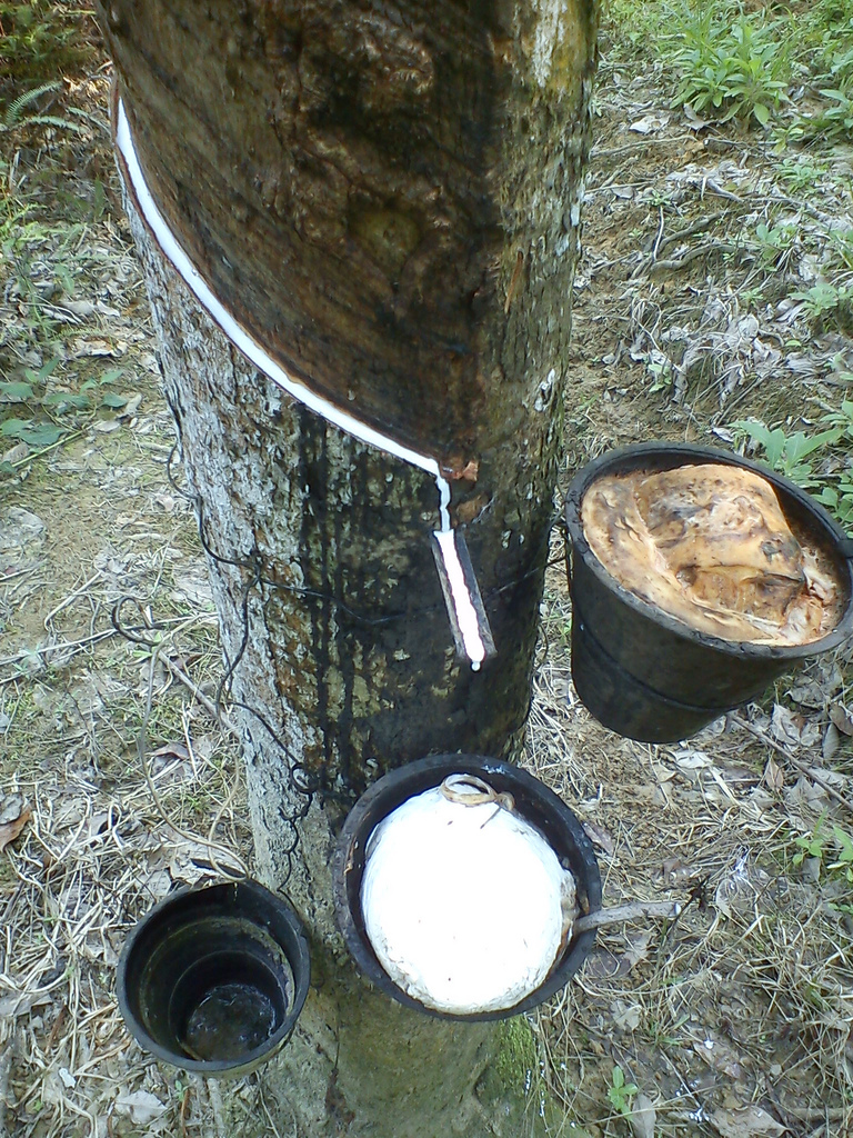 FELDA WILAYAH ALOR SETAR: PENGENALAN KEPADA TANAMAN GETAH