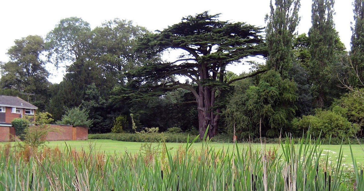 More Memories of Sopwell: Have we got the oldest cedar tree in England?