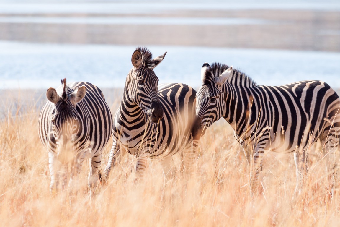 Caballos cebras y pony