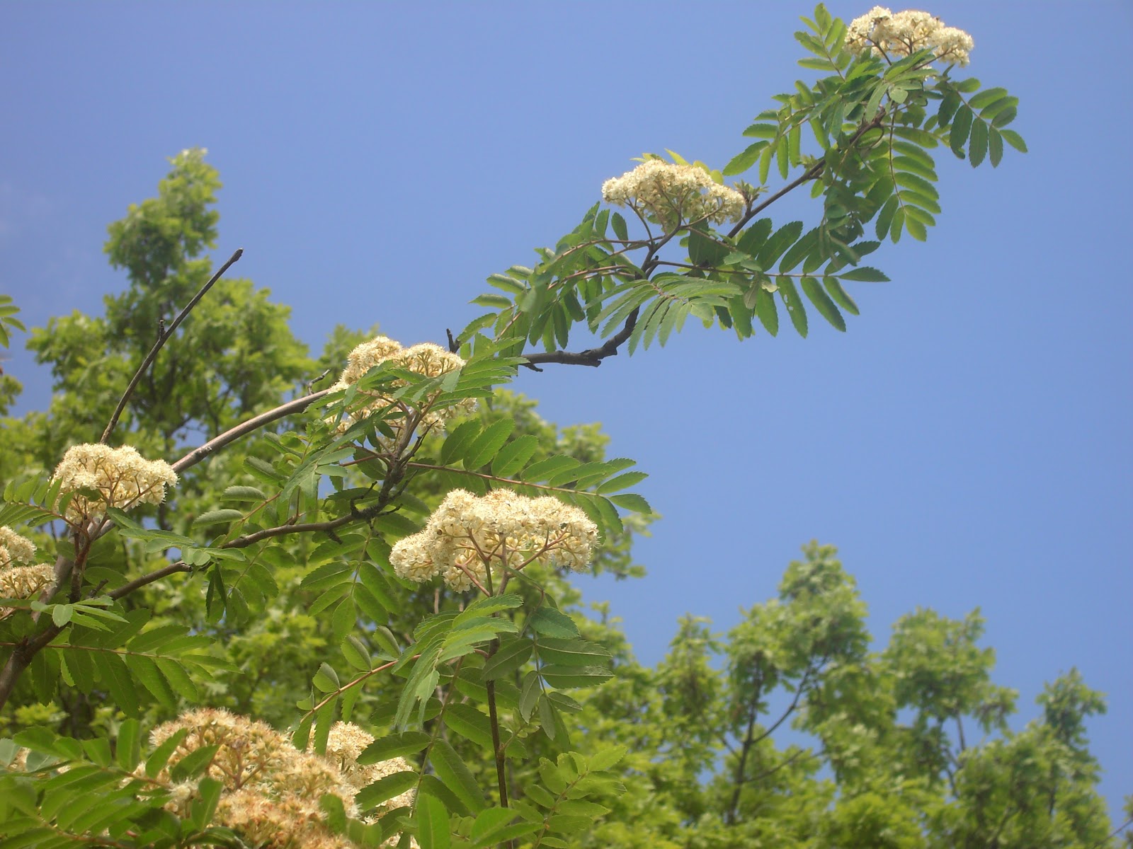 Especies forestales de la España atlántica: Serbal de Cazadores en flor