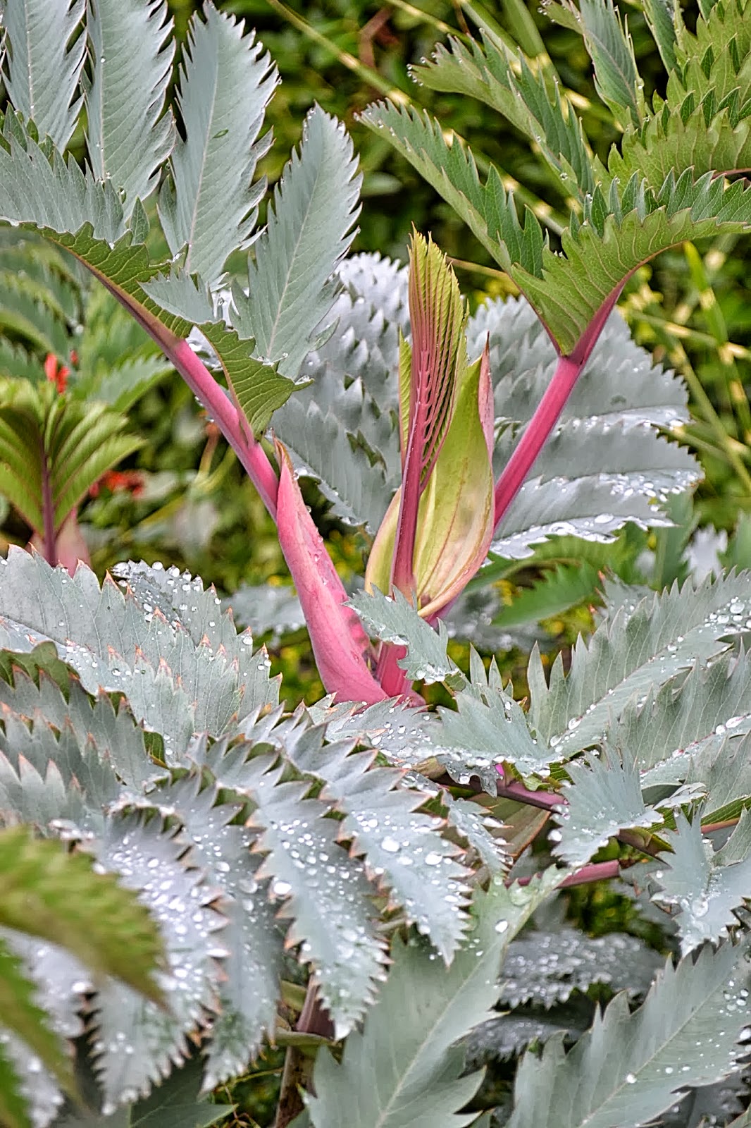 The Outlaw Gardener: Melianthus major 'Antonow's Blue' My Favorte Plant ...