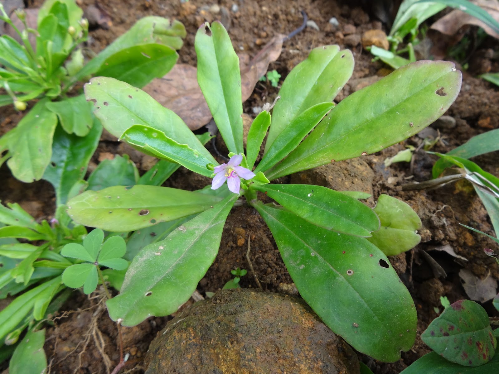 Herbs from Distant Lands: Talinum triangulare - Philippine Spinach ...