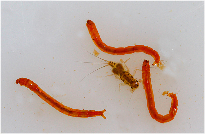 Foto-Natura-Huesca: CHIRONOMUS Meigen, 1803 larvas rojas chirinomes ...