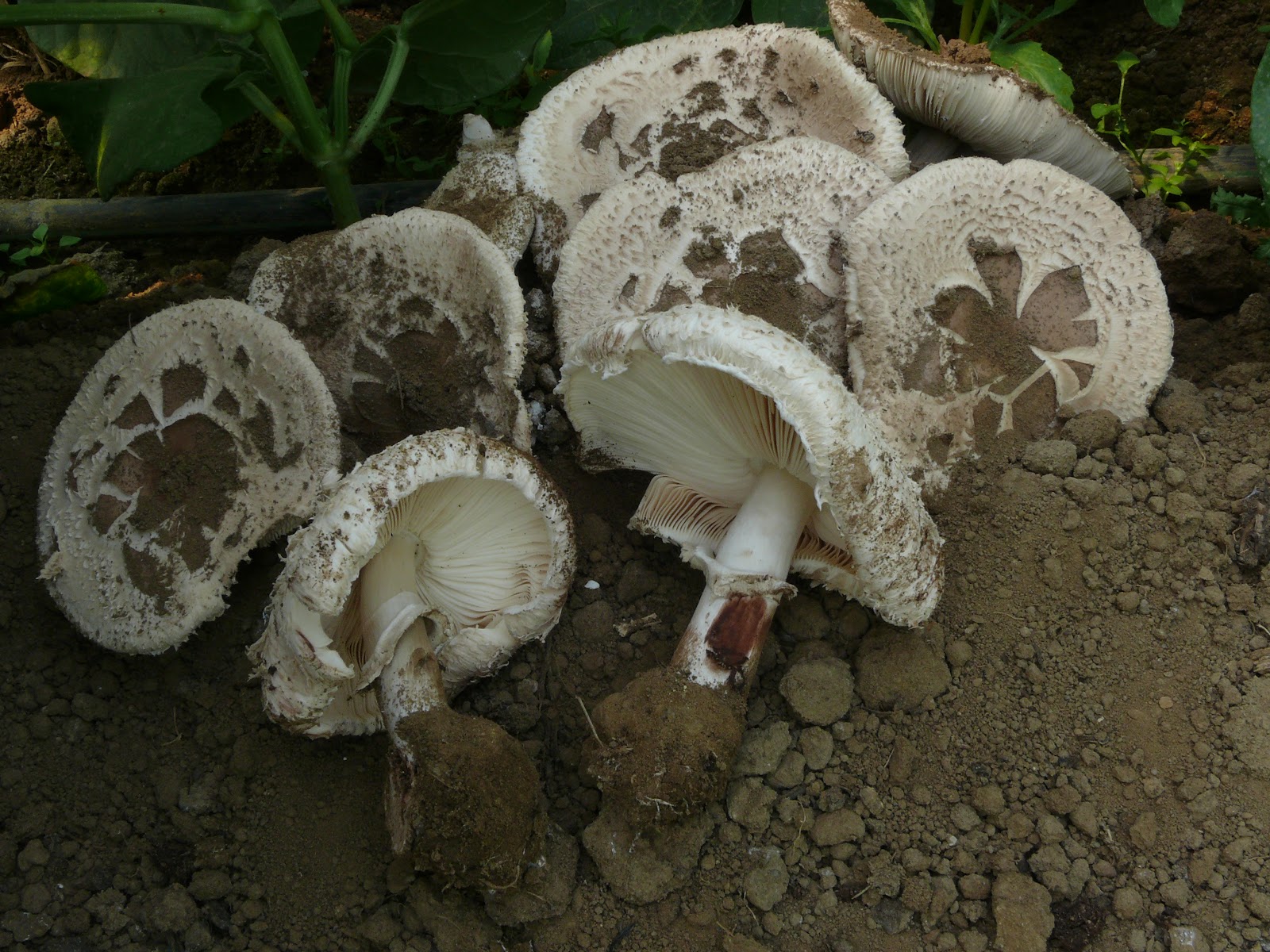 A setas por Asturias: Macrolepiota venenata