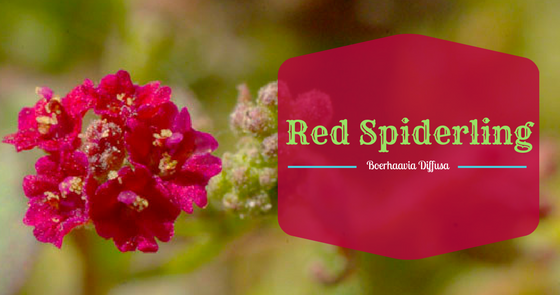 Bat Lady Herbals: Red Spiderling