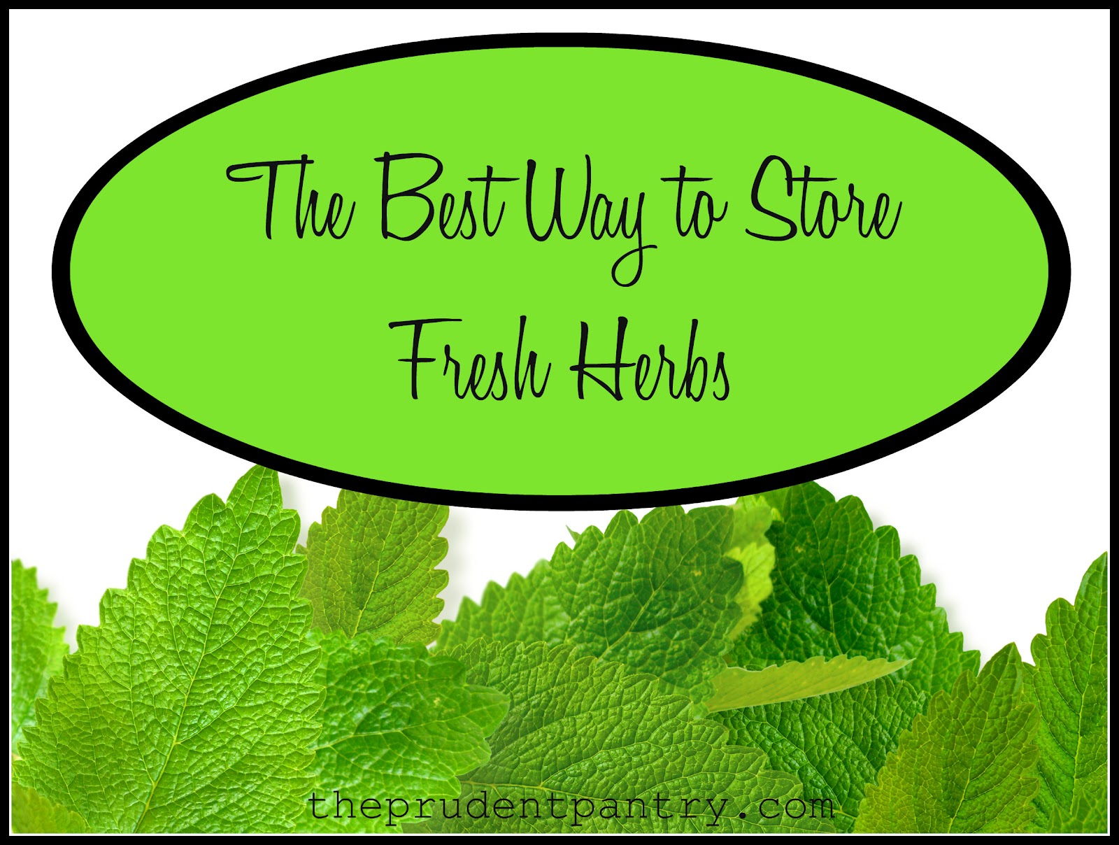 The Prudent Pantry: The Best Way to Store Fresh Herbs The Prudent Pantry: The Best Way to Store Fresh Herbs