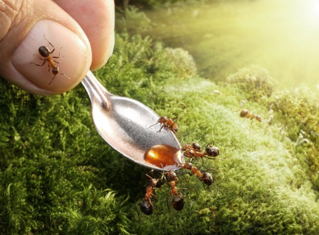 RUSSIAN PHOTOGRAPHER ANDREY PAVLOV SHOWS LIFE OF ANTS (28 PHOTOS ...