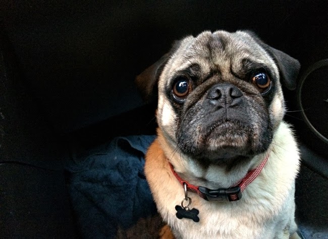 The Daily Puglet: HOW DID THIS HAPPEN?