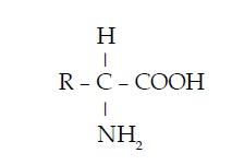 Pengertian Protein dan Struktur Asam Amino Penyusunnya - Rumus Kimia