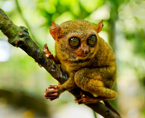 BKSDA SumSel - Tarsius Bangka (Mentilin)