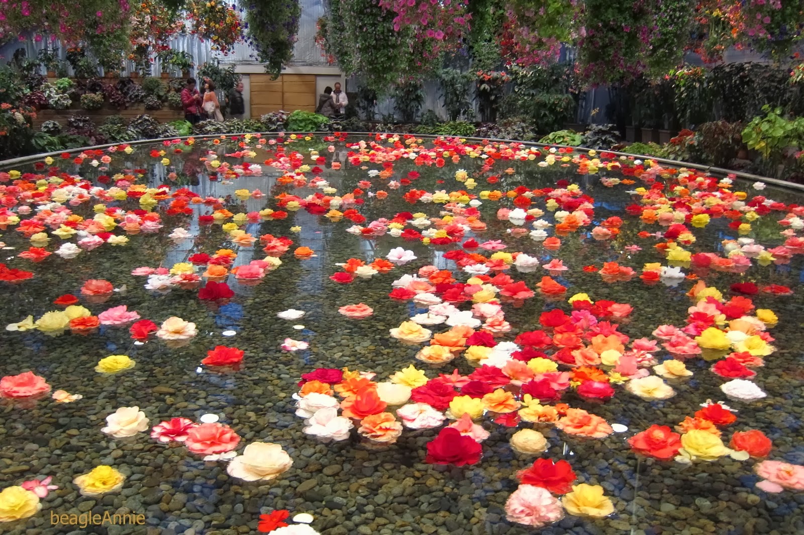 Round of the Seasons in Japan: Begonia Garden