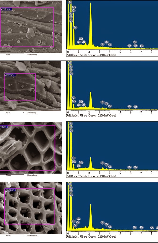 Influence of biochar in seed germination and growth rate (part 2)
