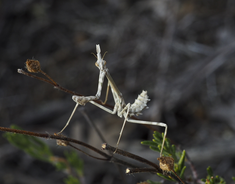 Paseos por la naturaleza: Empusa pennata. Mantis palo.
