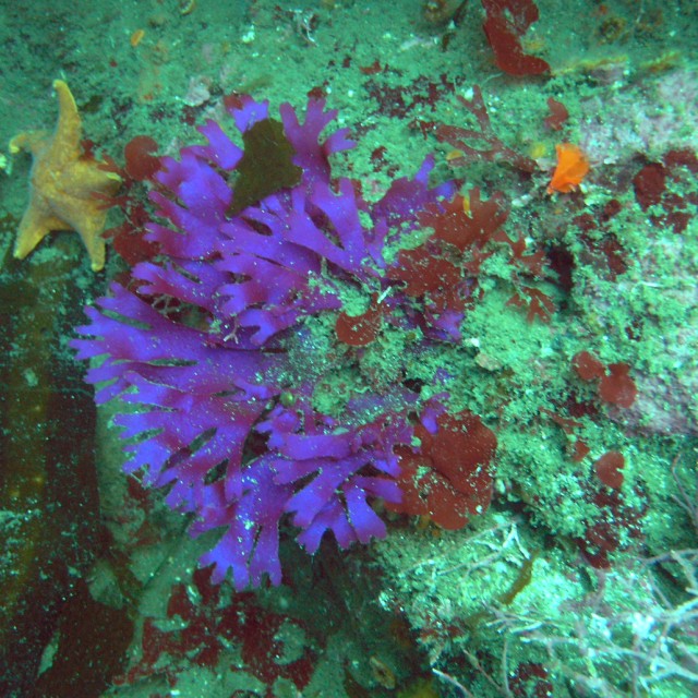 Real Monstrosities: The Blues IV