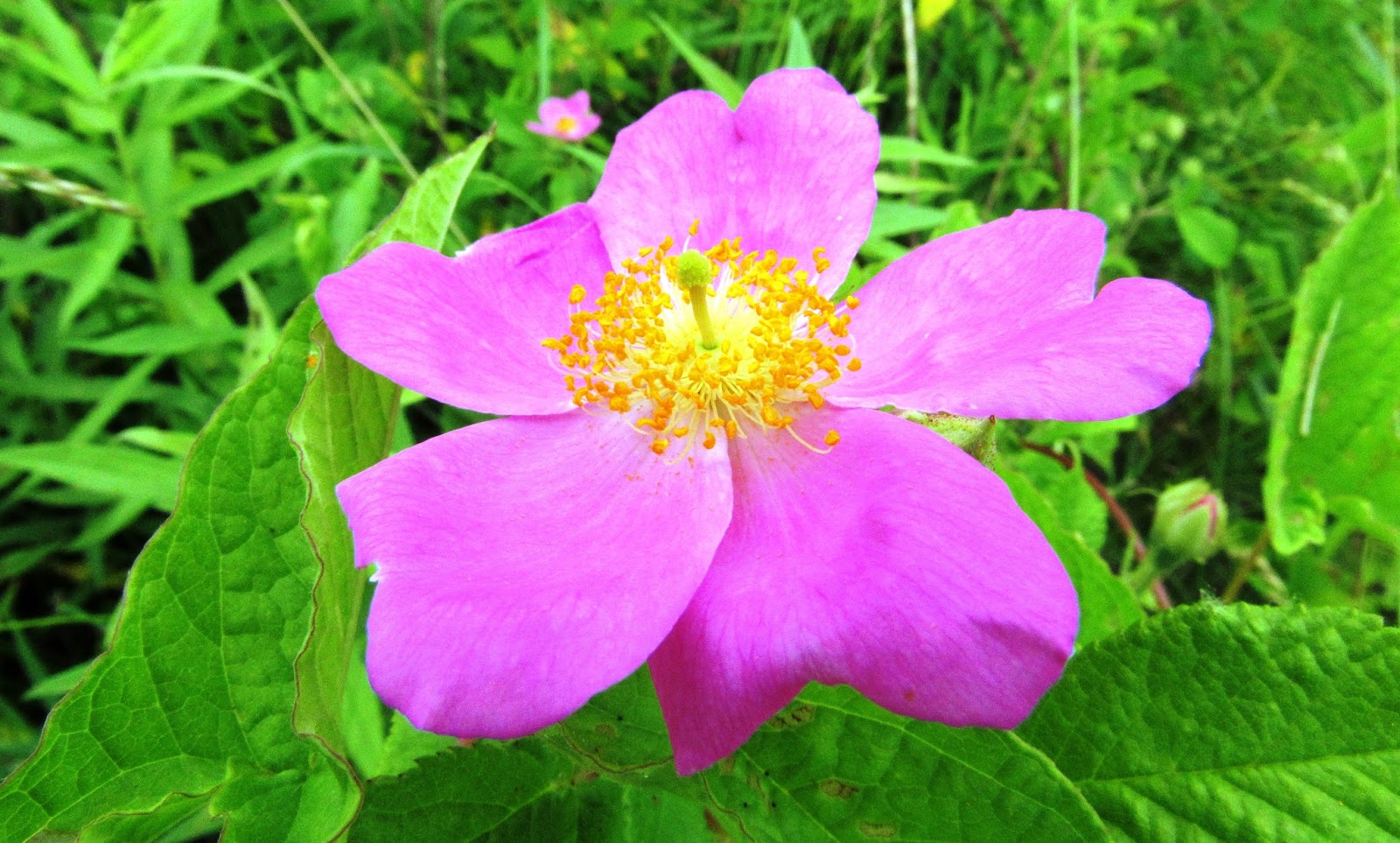 the common milkweed: Prairie Climbing Rose (with a special Jennifer video!)