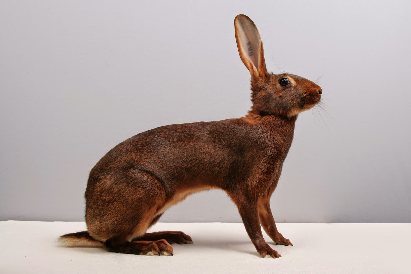 konijnenrassen: Middelgrote rassen