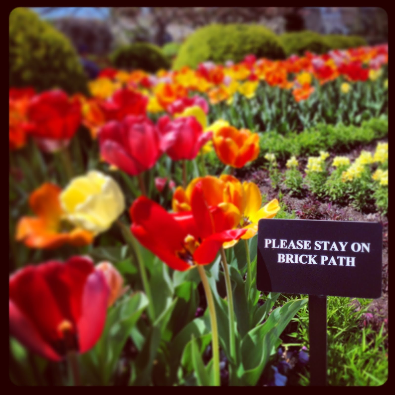 5 Easy Steps: The Fairest Blossom