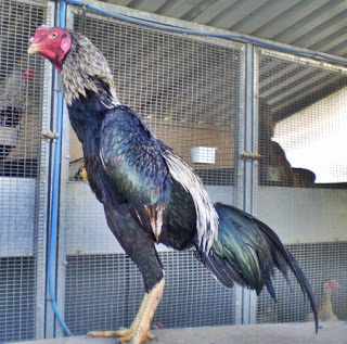 Hobi Ayam Tangkas: mengenal reza asil, apaan tuh....