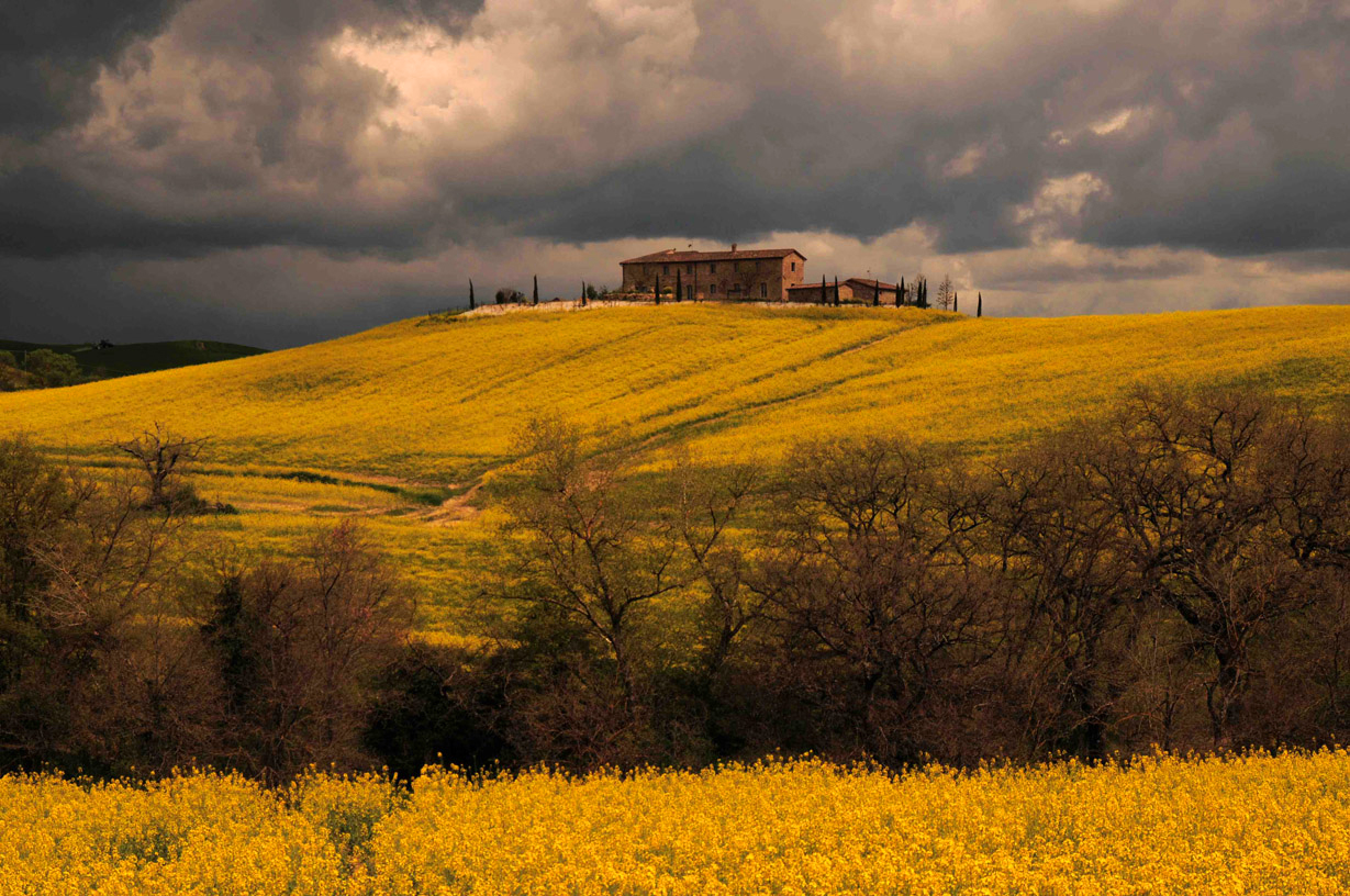 A Vineyard in Tuscany: Colors of a Tuscan Spring