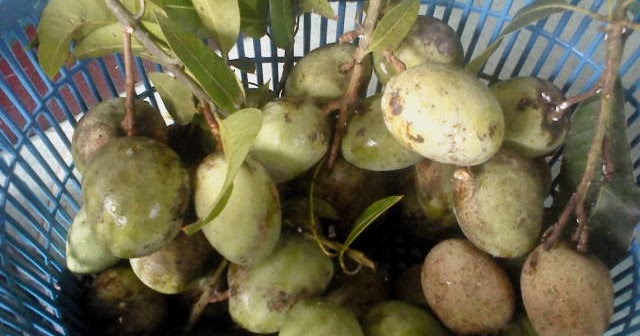 BukanSayaDisini: Buah Pelam @ Pauh Muda