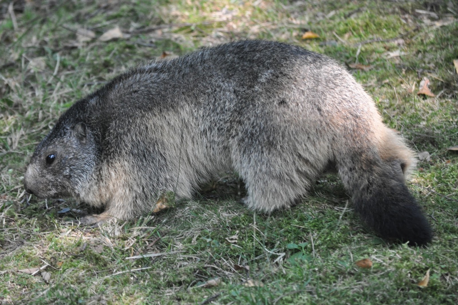 ZOOTOGRAFIANDO (6.100 ANIMALS): MARMOTA EUROPEA / ALPINE MARMOT ...