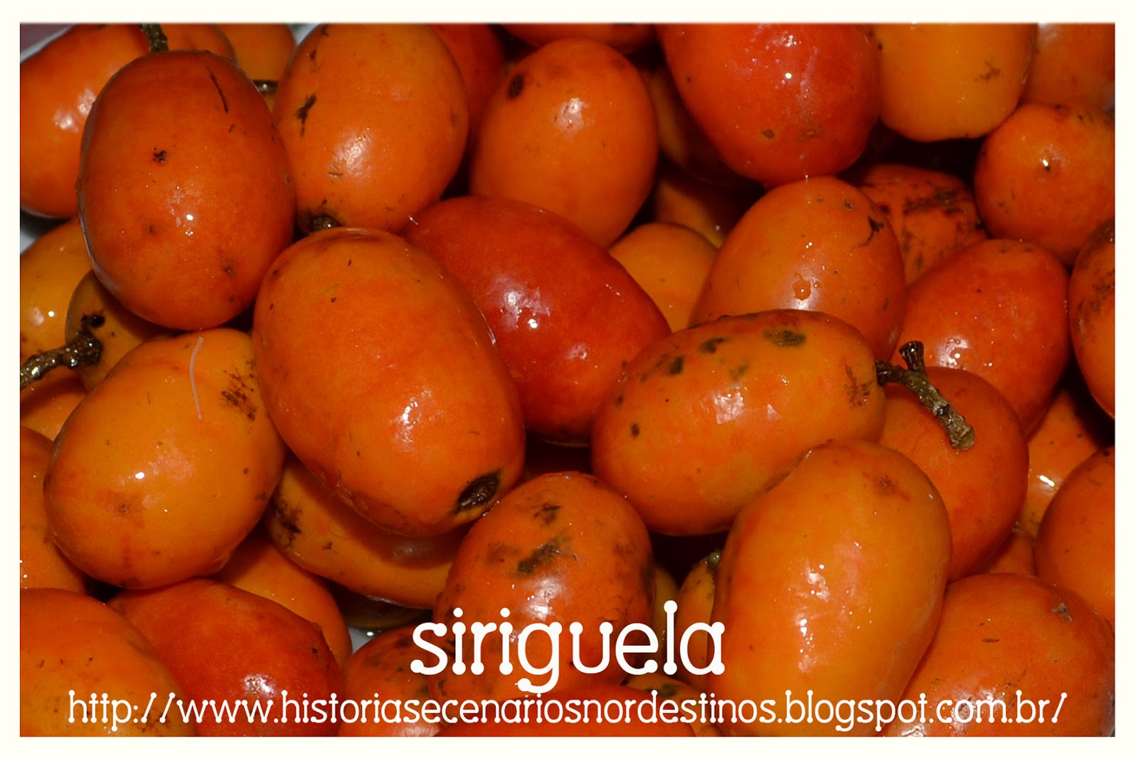 Histórias e Cenários Nordestinos: Siriguela