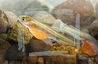 Save Our Chetco River: River Mining