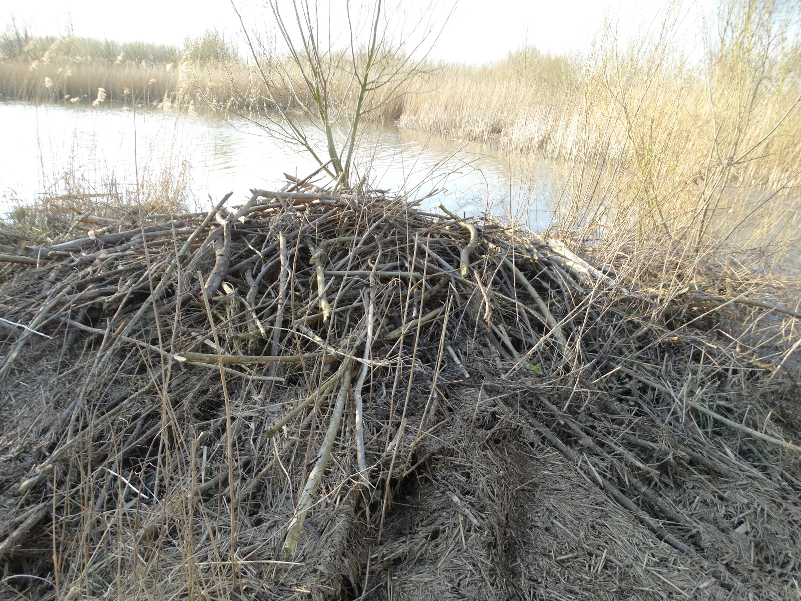 oog voor de natuur: Bevervraat en beverburcht in de Biesbosch.