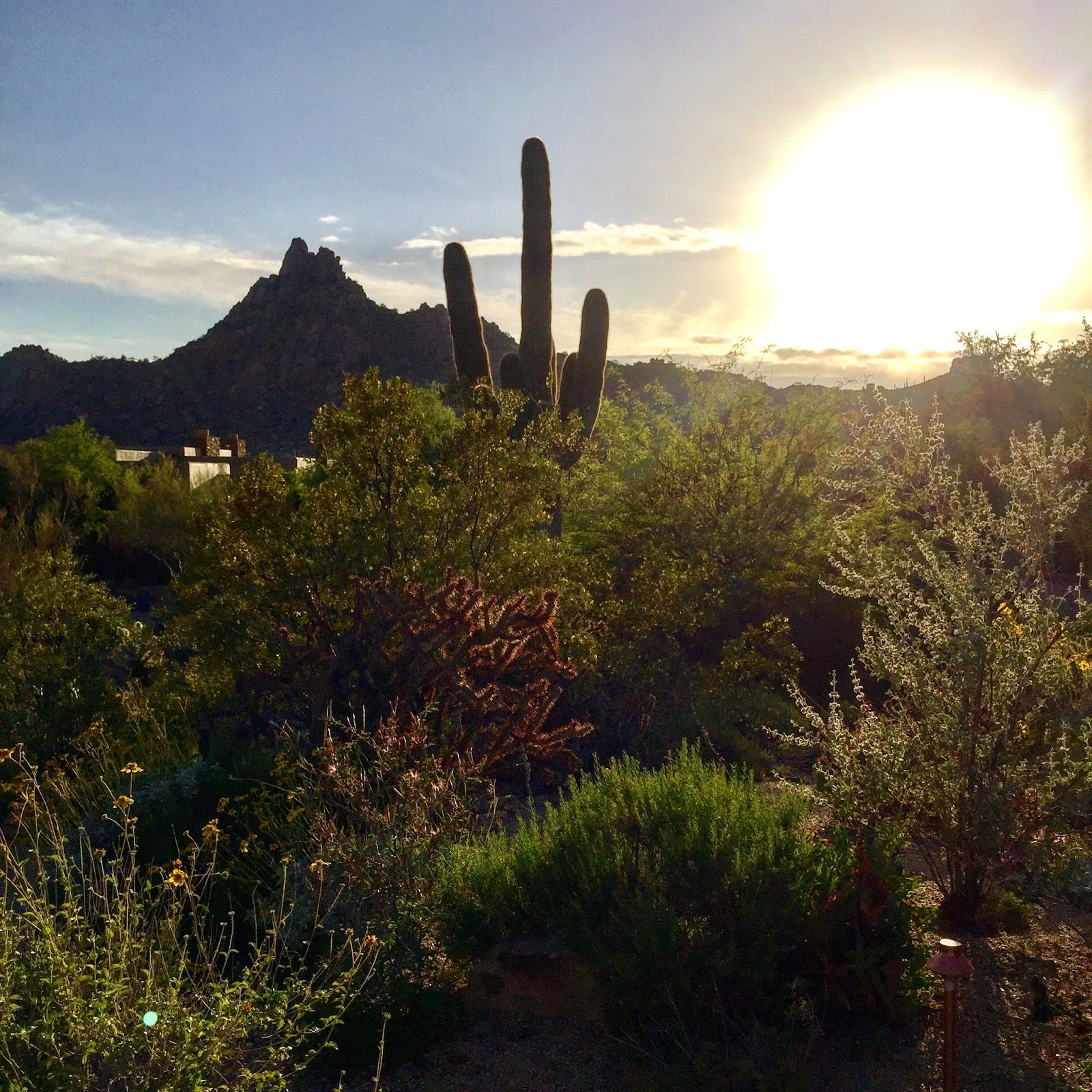 Spring Break in Scottsdale! - Northern California Style