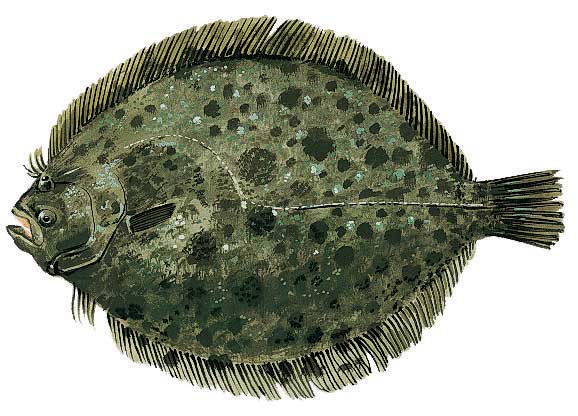 BLOGGETROTTER: RODOVALHO OU PREGADO?